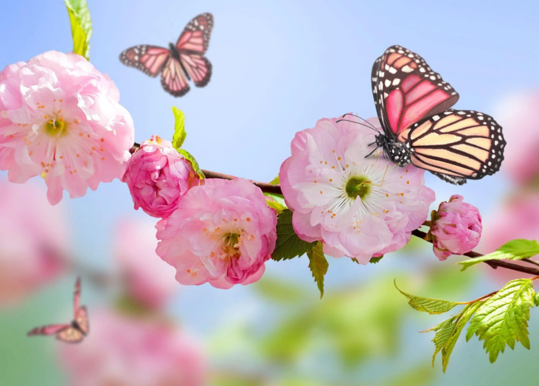 Spring’s Transformation is Here! – theinscribedheart
